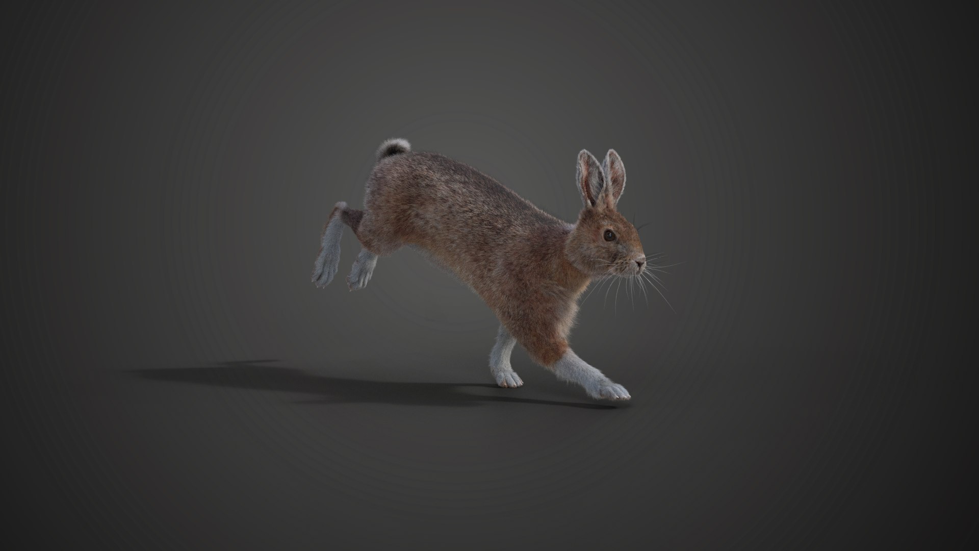 3D Snowshoe Rabbit Model - TurboSquid 1918239