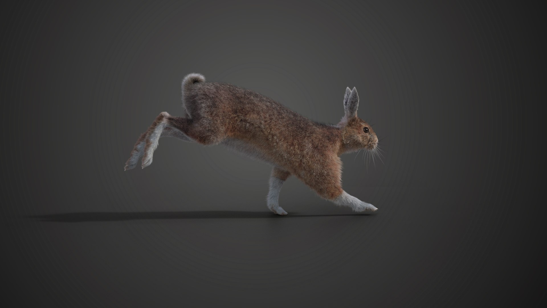 3D Snowshoe Rabbit Model - TurboSquid 1918239