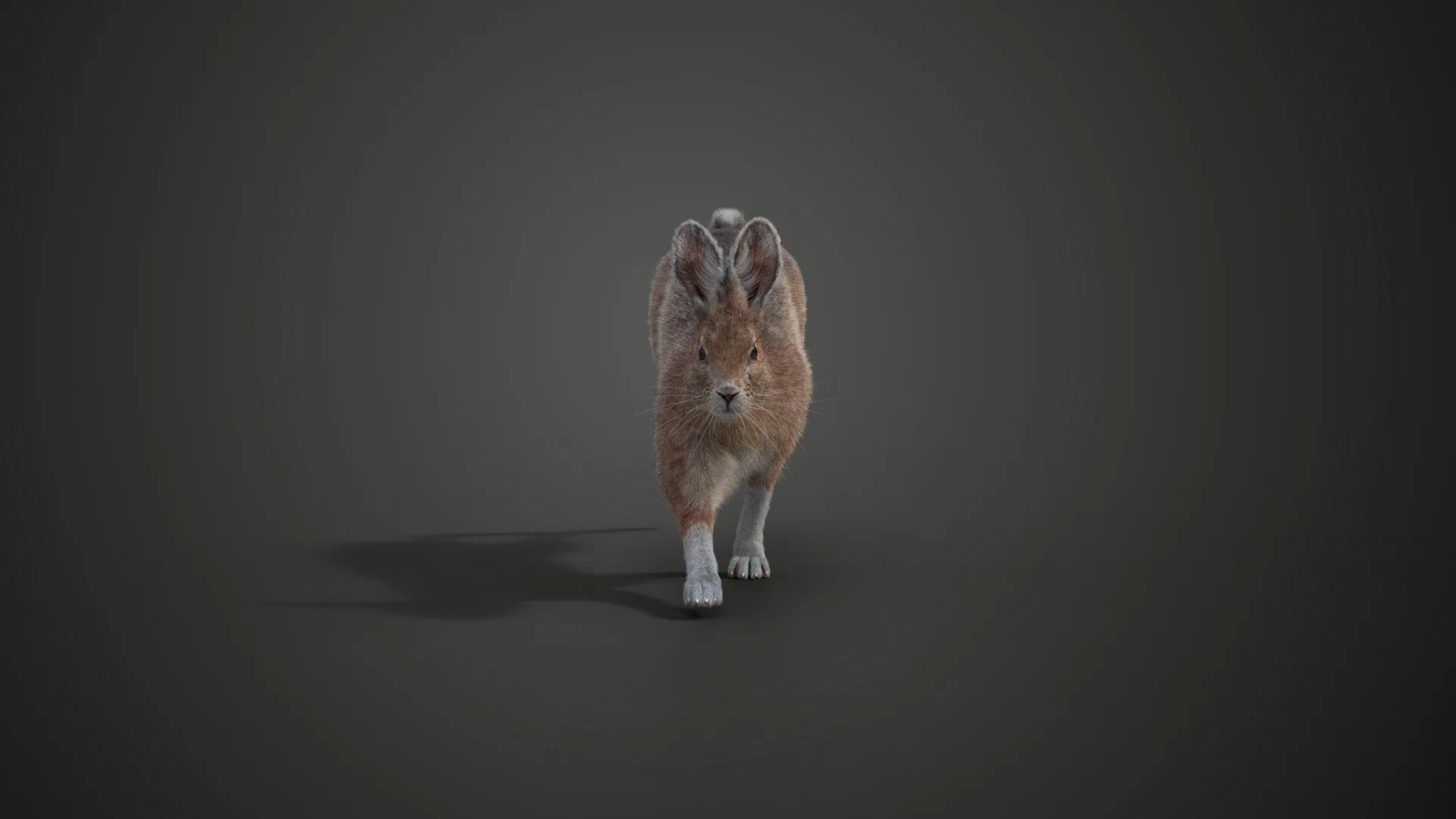 3D Snowshoe Rabbit Model - TurboSquid 1918239