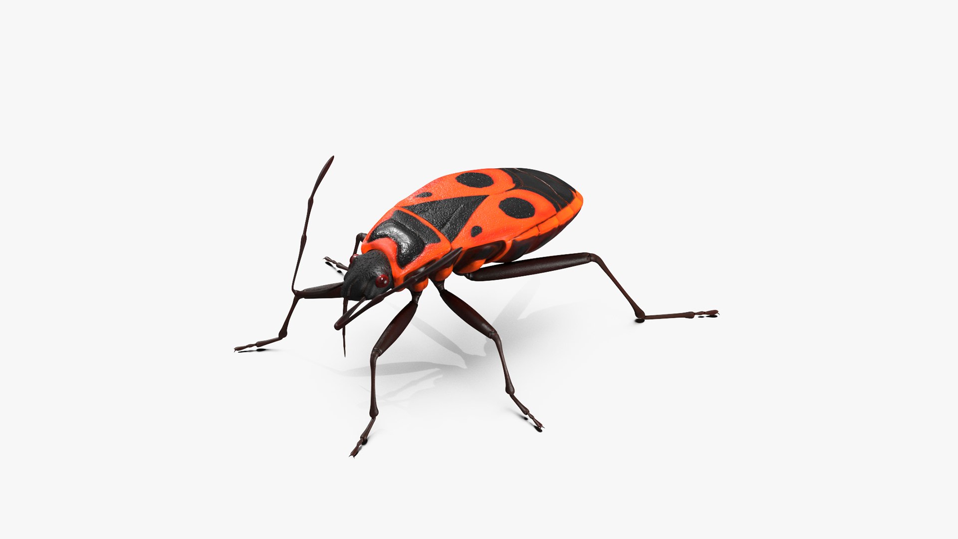 3D модель Светлячок Pyrrhocoris Apterus Насекомое Красно-Черное ...