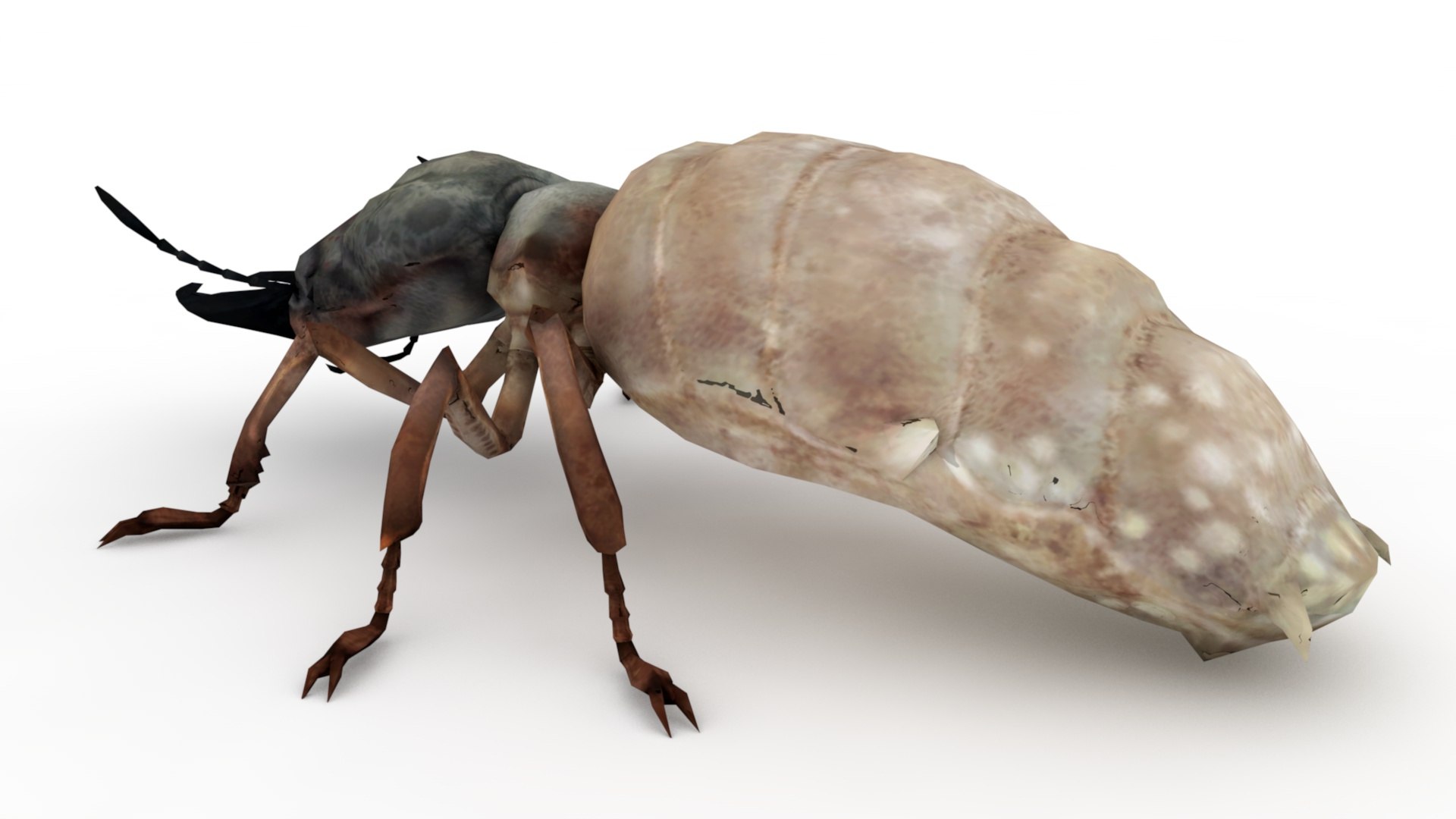 Ant model - TurboSquid 1927003