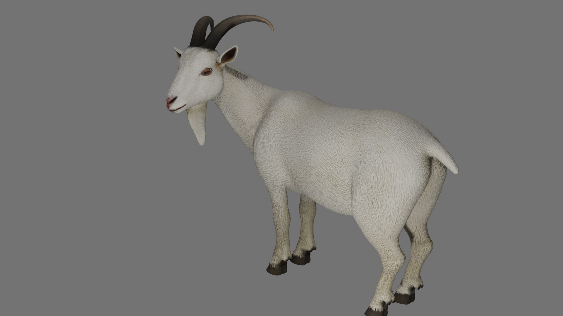 3D Model Goat Animal Mammal - TurboSquid 1694858