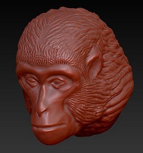 Monkey 3D Models for Download | TurboSquid