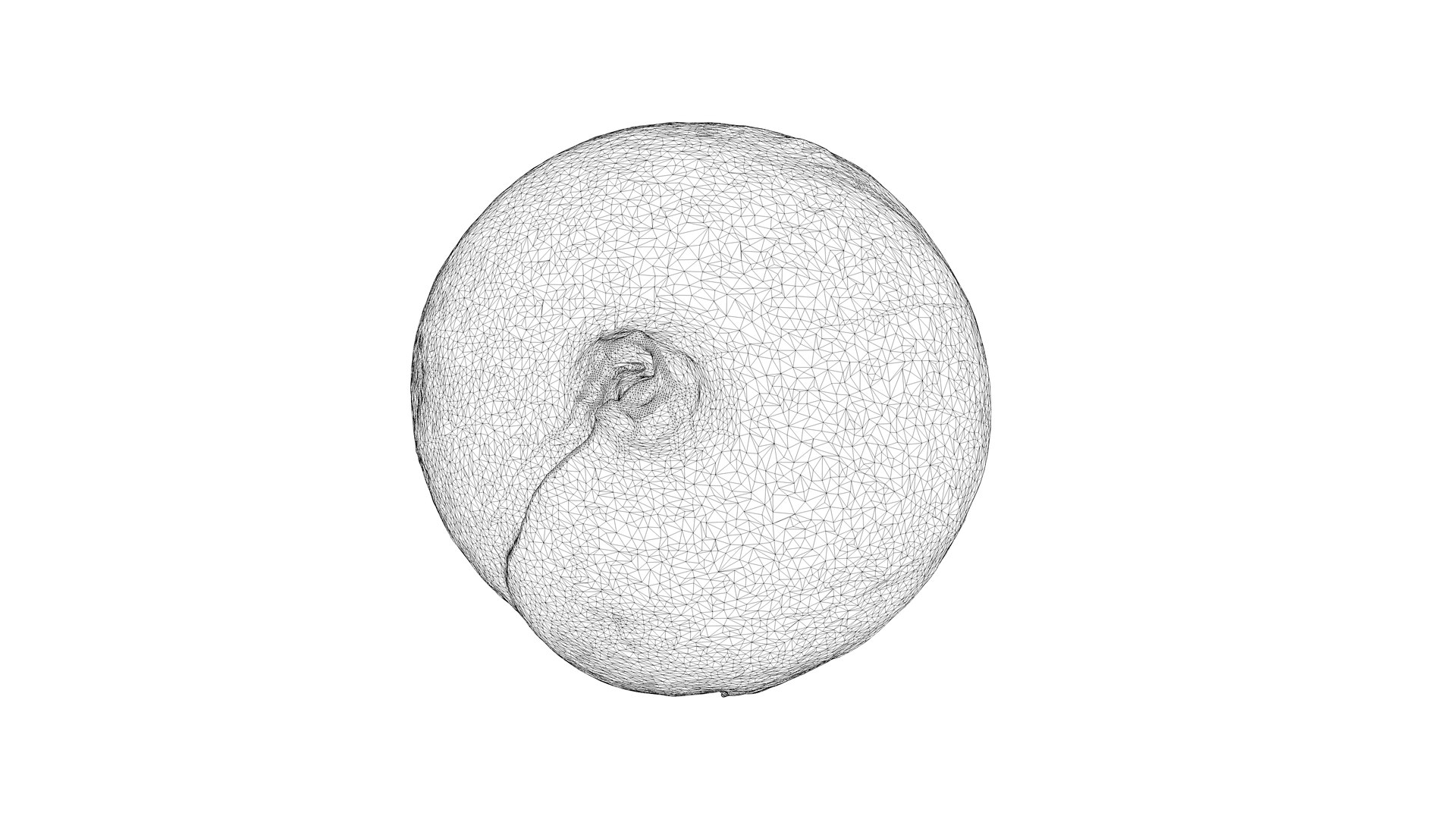 Photorealistic 3D Scan Of Onion 3D - TurboSquid 2228261