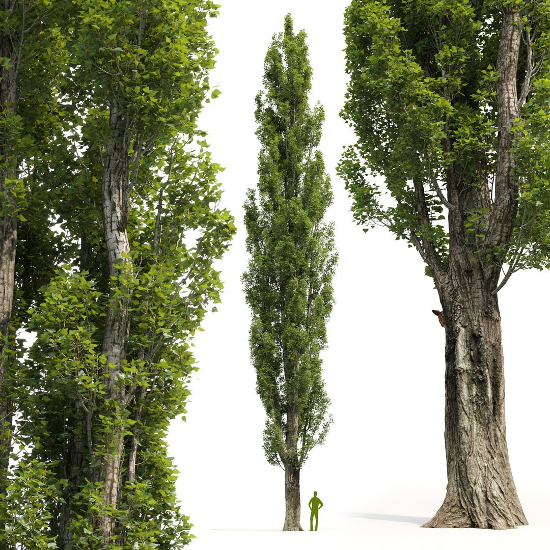 Poplar Populus Nigra V4 3D Model - TurboSquid 1719701