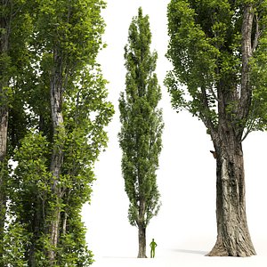 3D Poplar Populus nigra V6 - TurboSquid 1760599