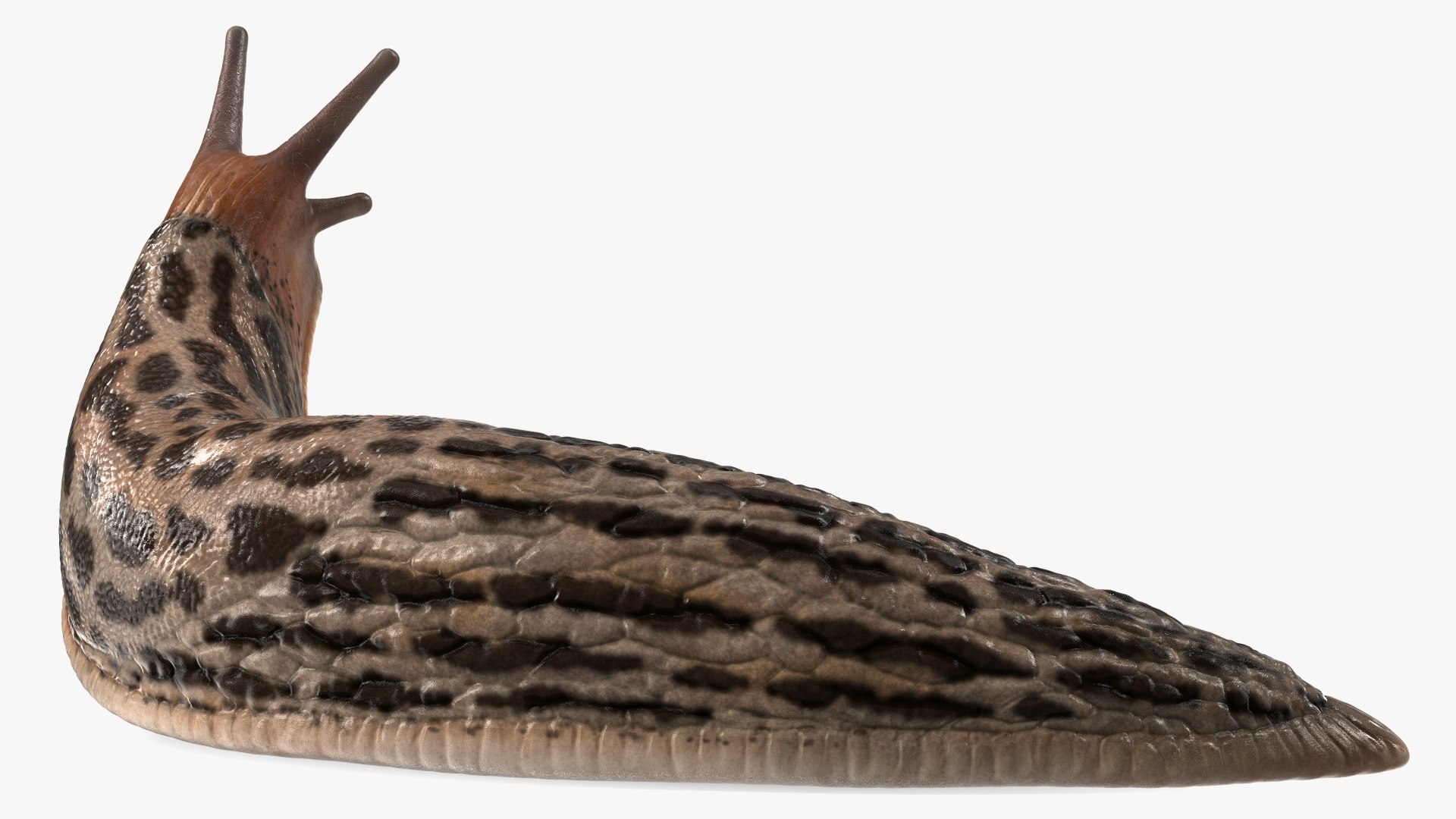 3D Leopard Slug Reaching Up Model - TurboSquid 2016173