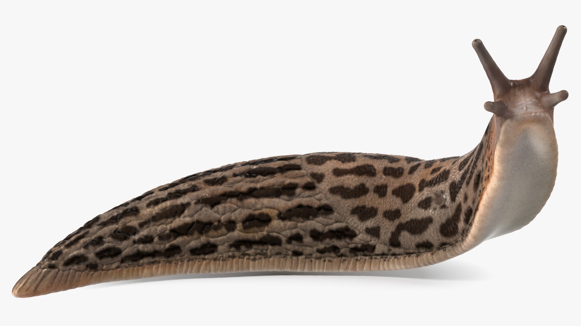3D Leopard Slug Reaching Up Model - TurboSquid 2016173