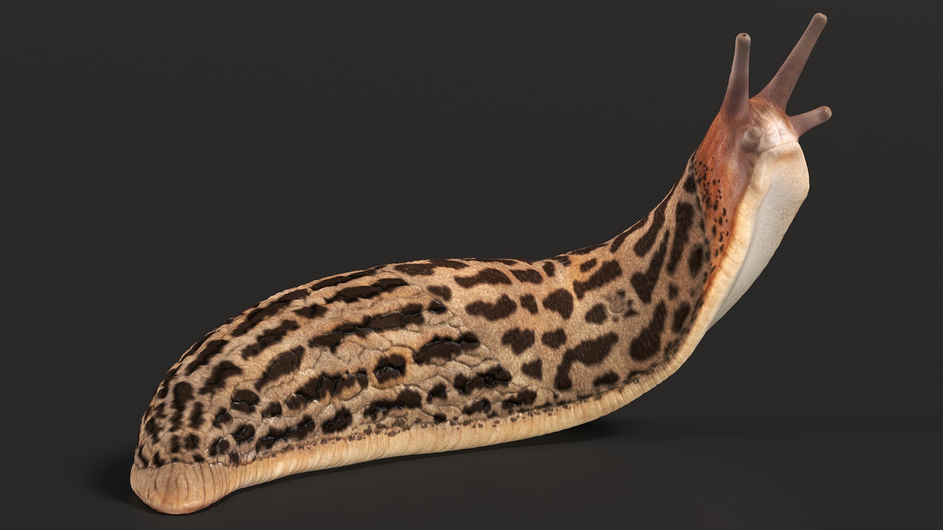3D Leopard Slug Reaching Up Model - TurboSquid 2016173