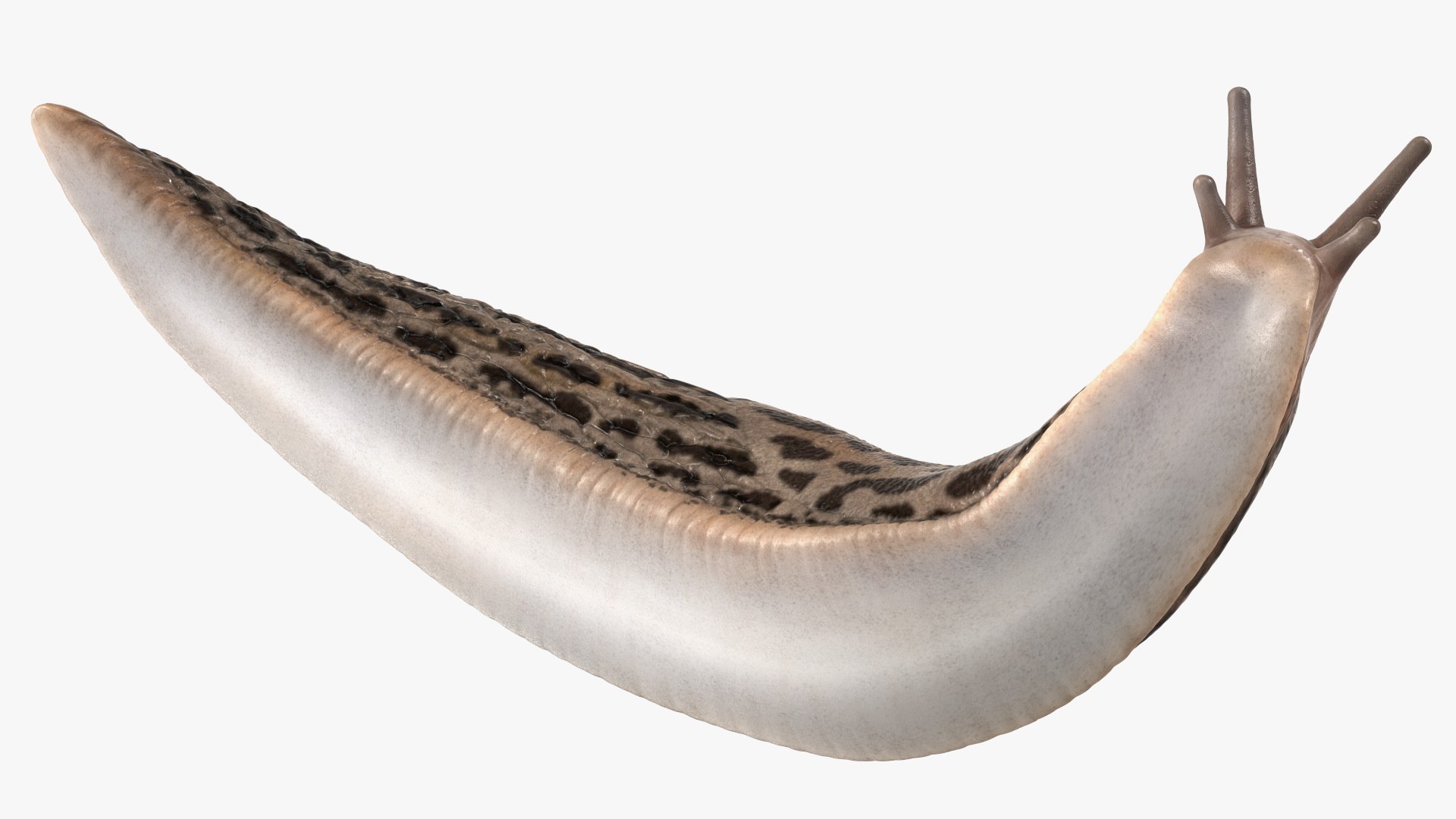 3D Leopard Slug Reaching Up Model - TurboSquid 2016173