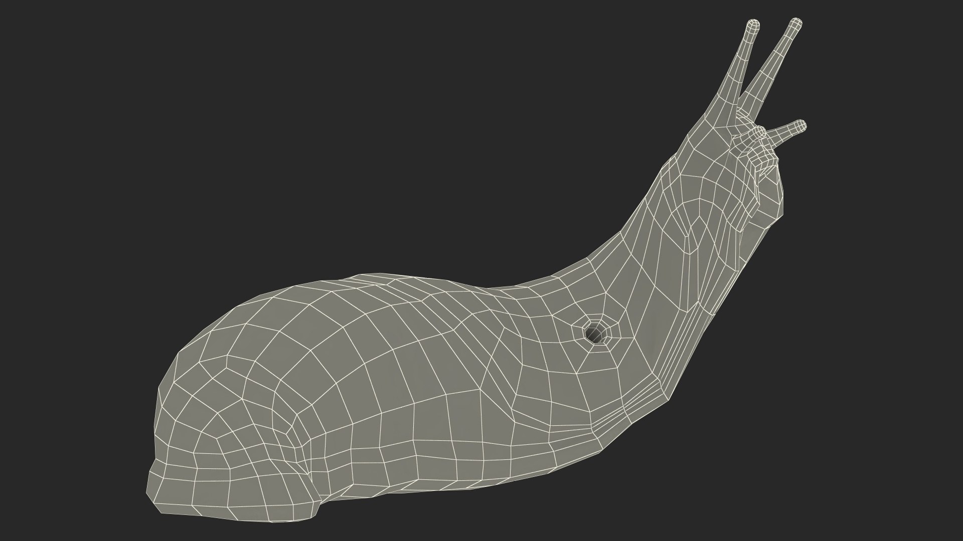 3D Leopard Slug Reaching Up Model - TurboSquid 2016173