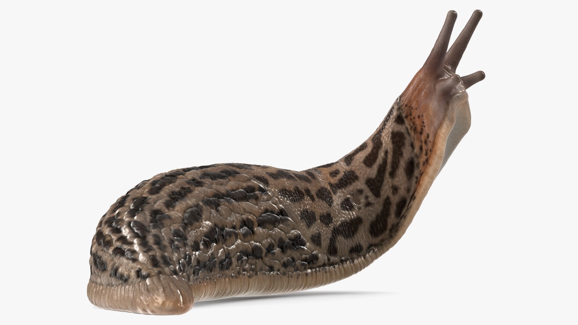 3D Leopard Slug Reaching Up Model - TurboSquid 2016173