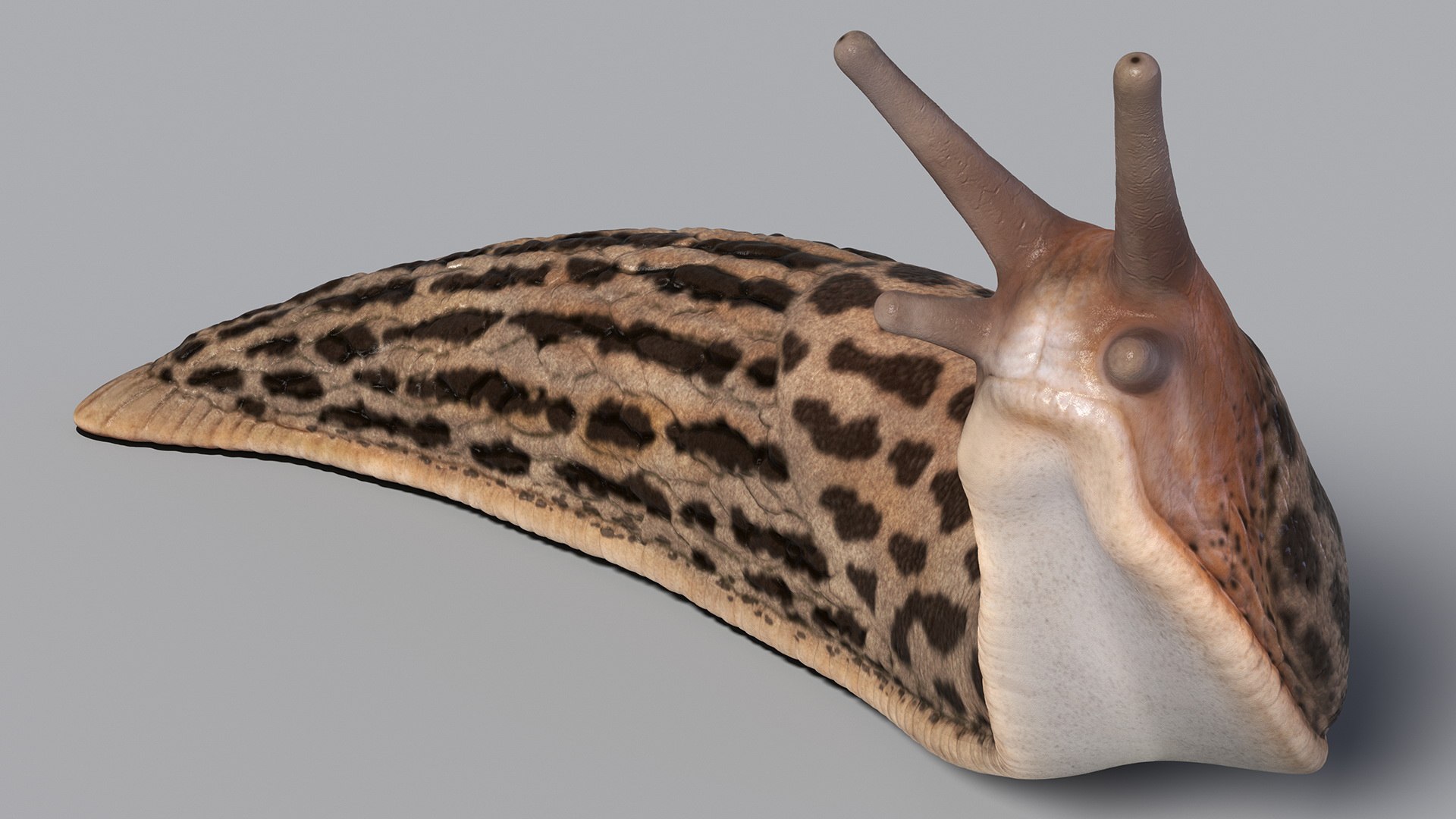3D Leopard Slug Reaching Up Model - TurboSquid 2016173
