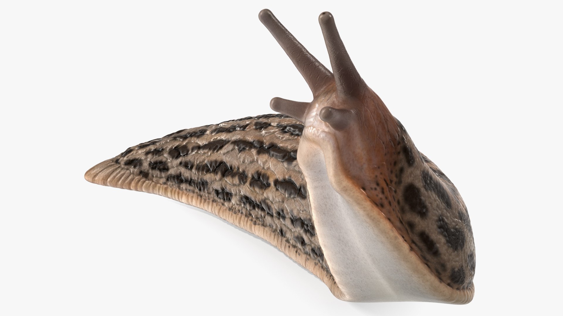 3D Leopard Slug Reaching Up Model - TurboSquid 2016173