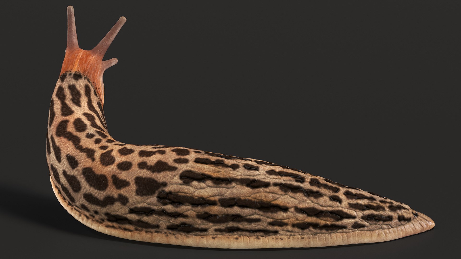 3D Leopard Slug Reaching Up Model - TurboSquid 2016173