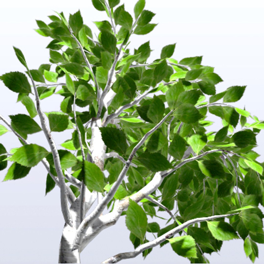 3d Model Of Birch Tree