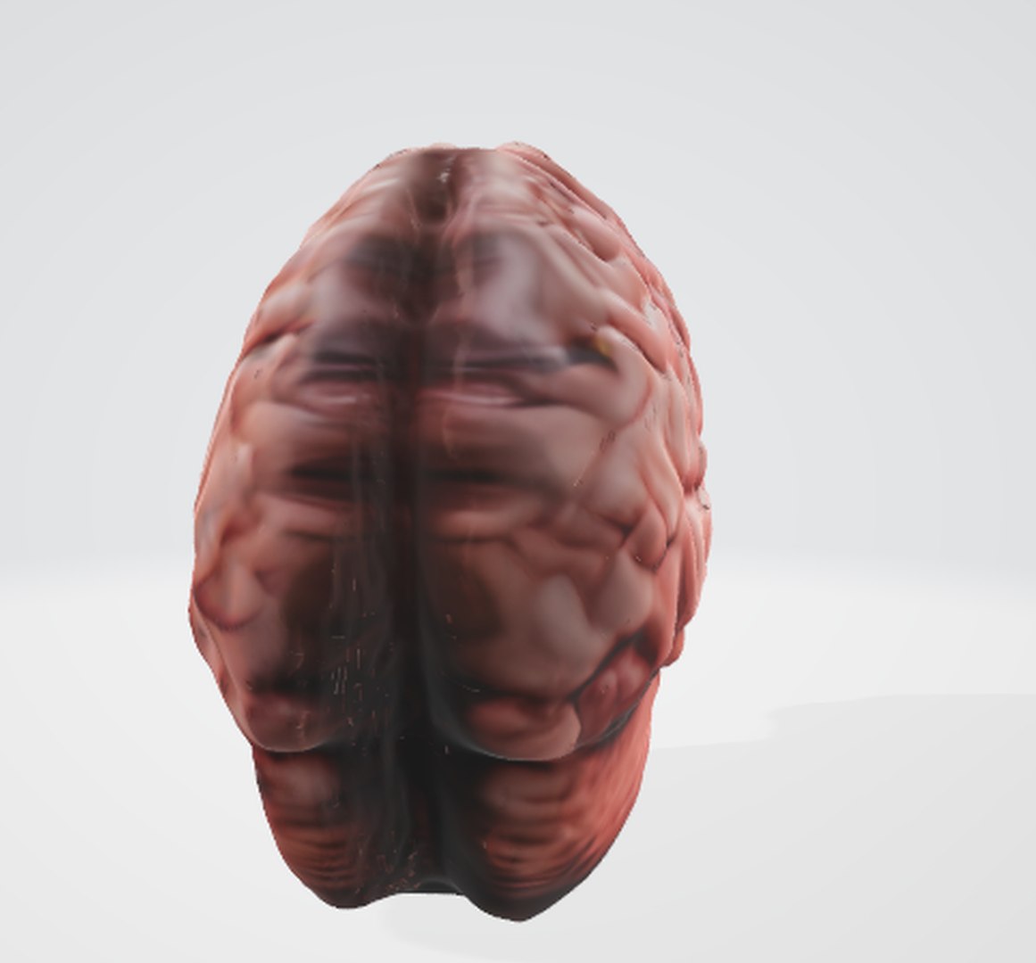 Detailed Human Brain 3D 3D - TurboSquid 2284916