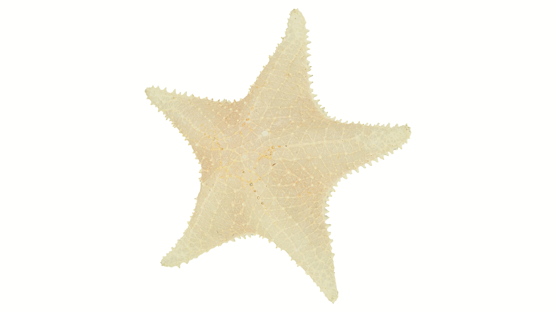 White Natural Starfish Raw Scanned 3D model - TurboSquid 1785439