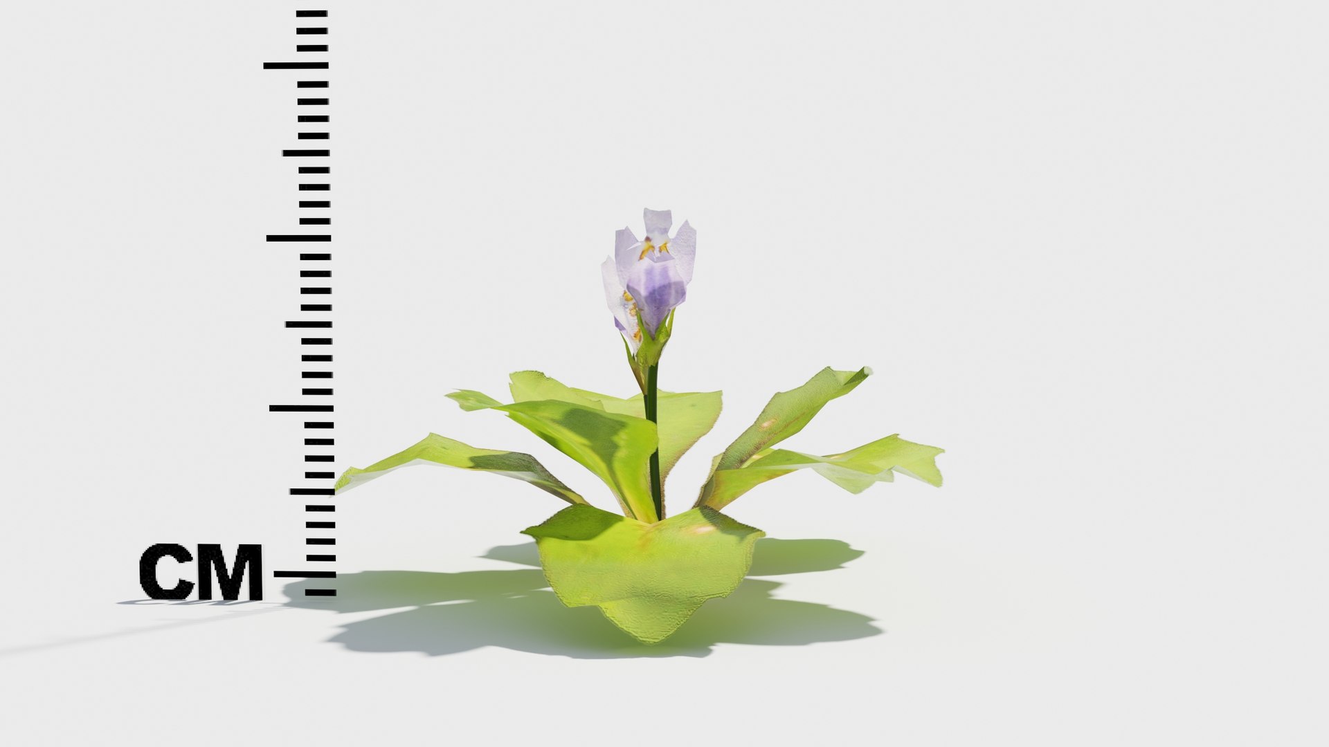 Mazus Model - TurboSquid 1964465