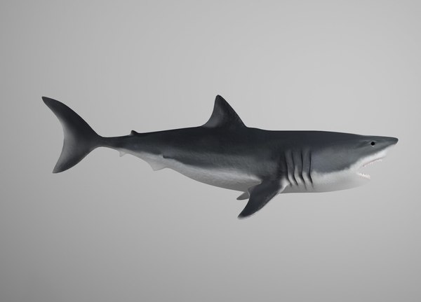Great White Shark Blender Models for Download | TurboSquid