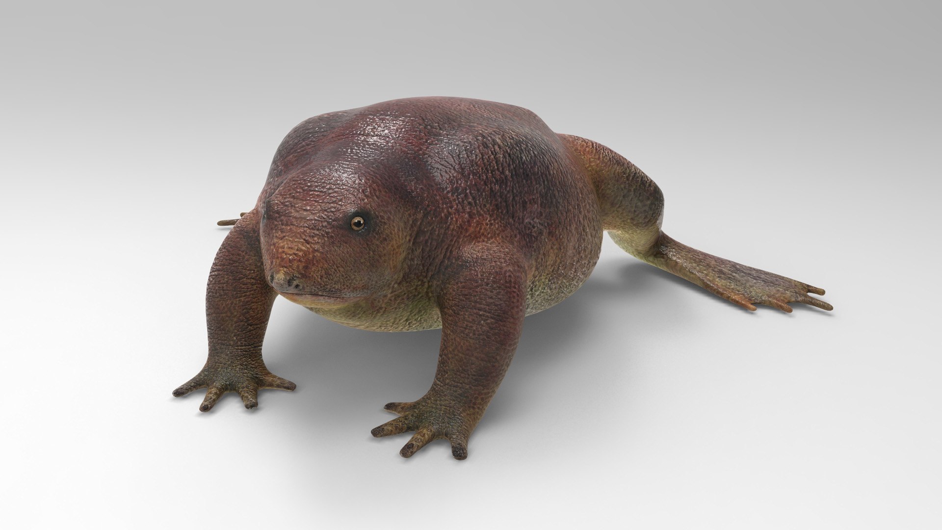 3D Frog Toad Amphibian - TurboSquid 1528201