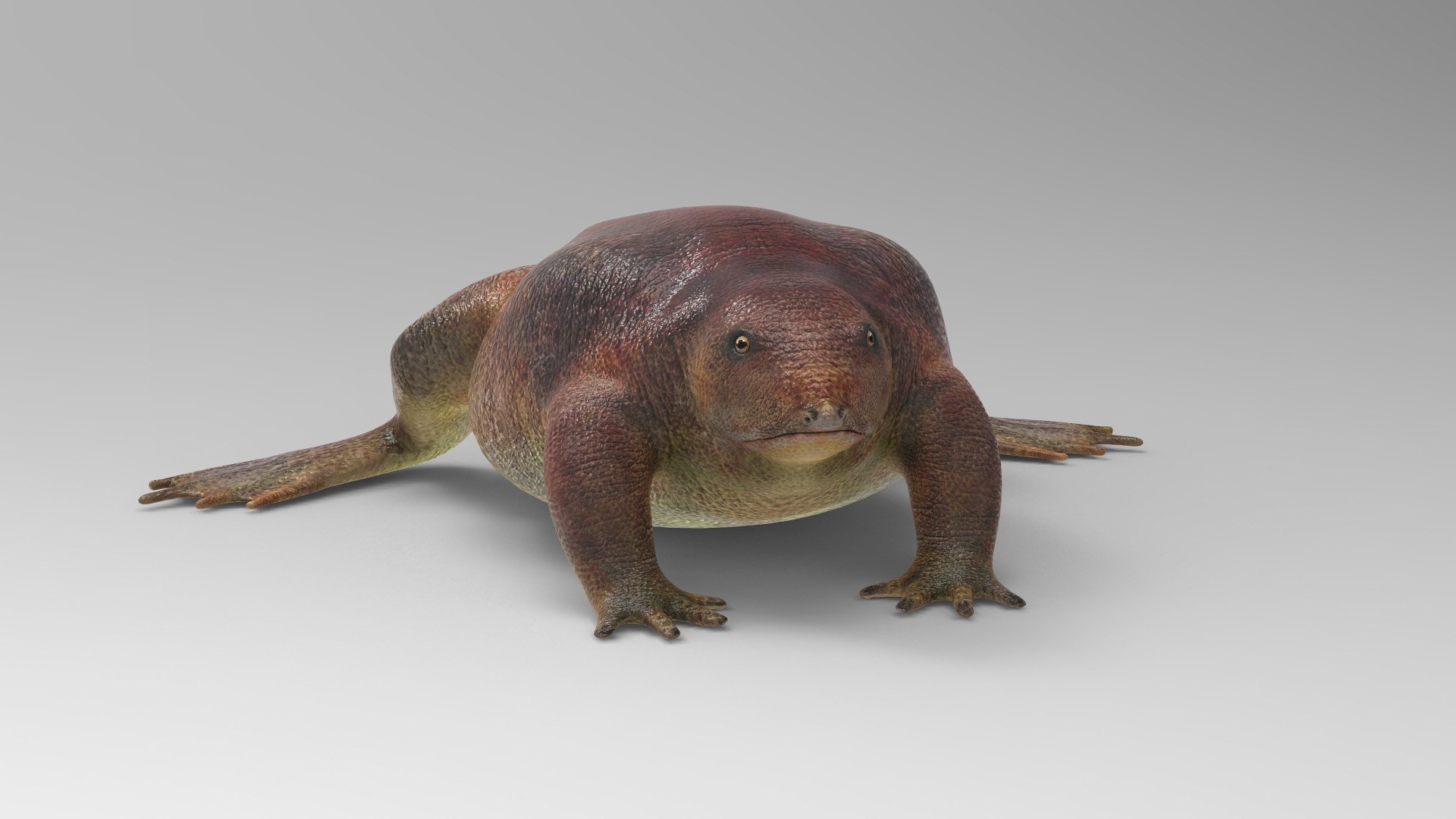 3D Frog Toad Amphibian - TurboSquid 1528201