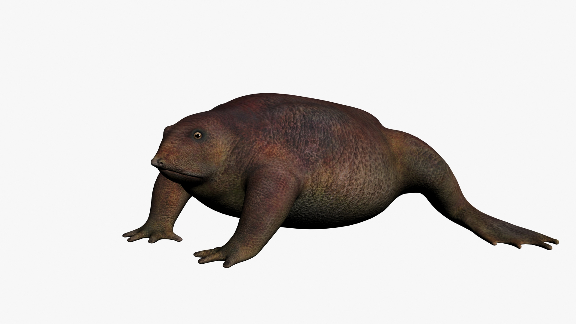 3D Frog Toad Amphibian - TurboSquid 1528201