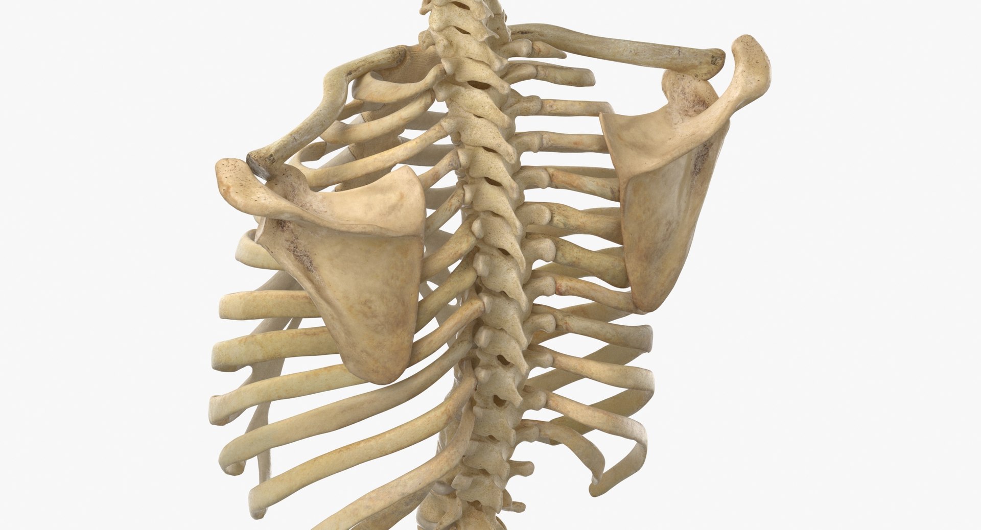 3D real human rib cage - TurboSquid 1645172