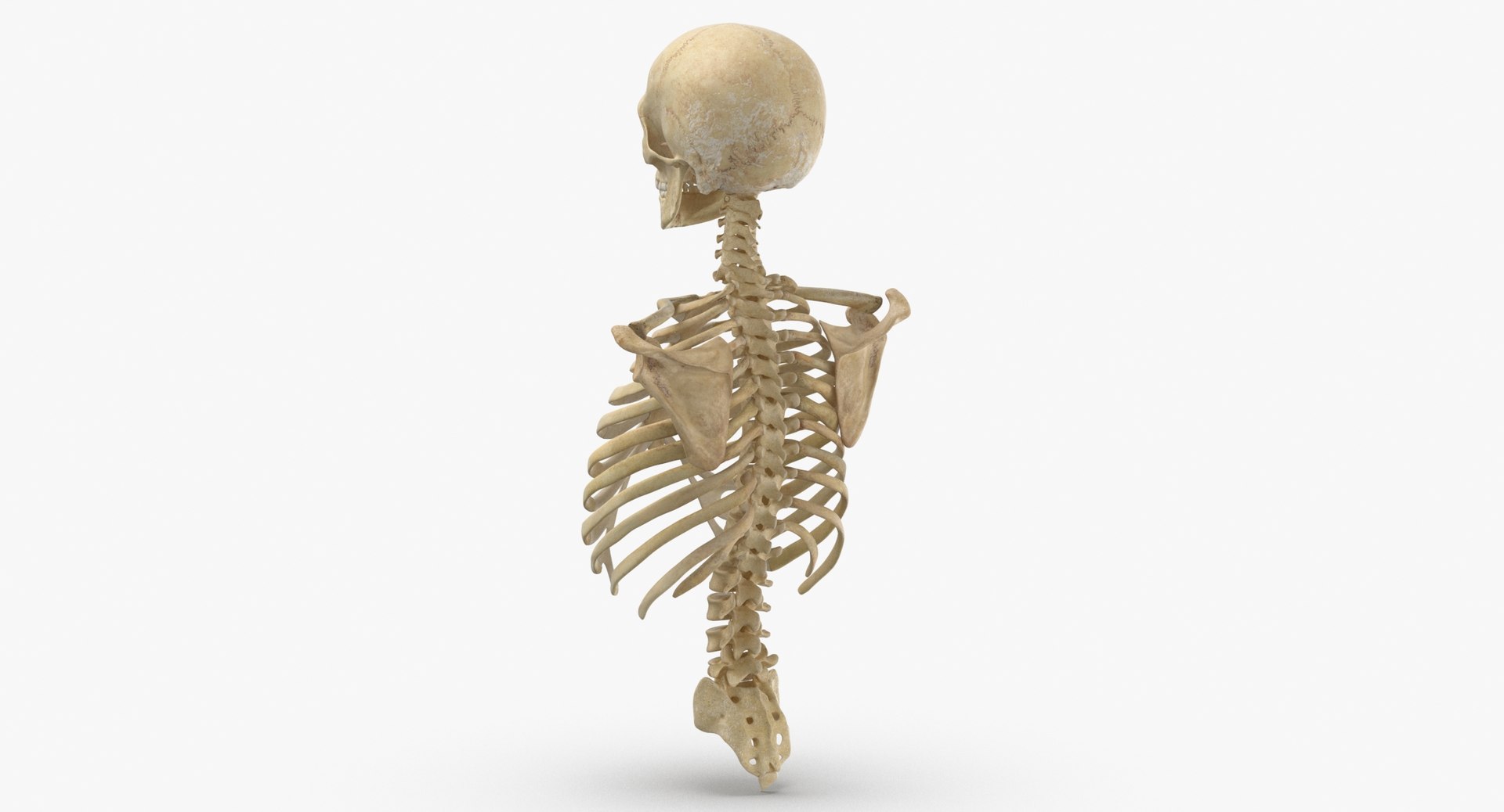 3D real human rib cage - TurboSquid 1645172