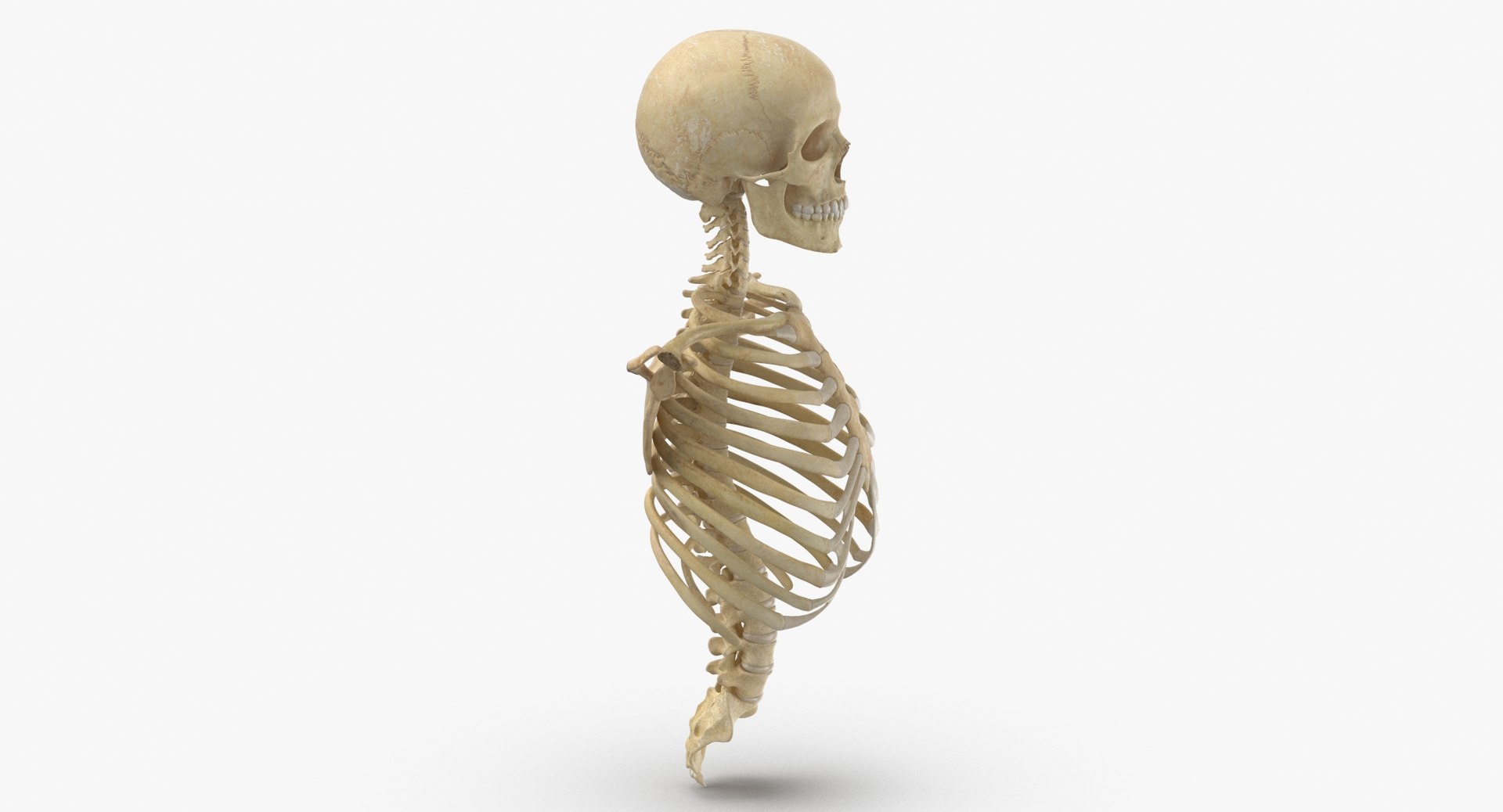 3D real human rib cage - TurboSquid 1645172