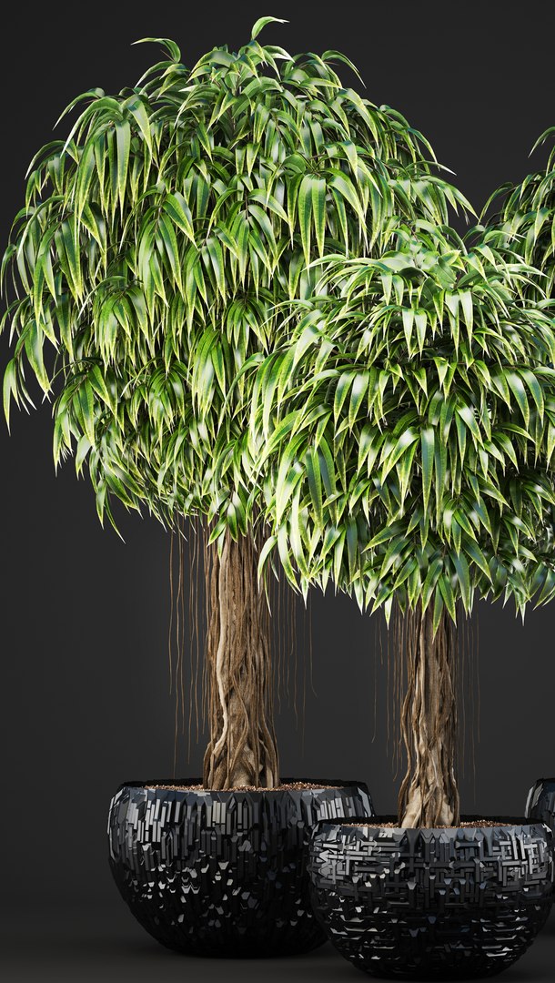 Ficus Alii Trees Model - TurboSquid 1227908