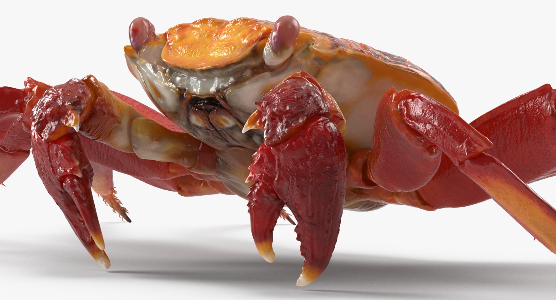 3D Rigged Crabs Model - TurboSquid 1183994