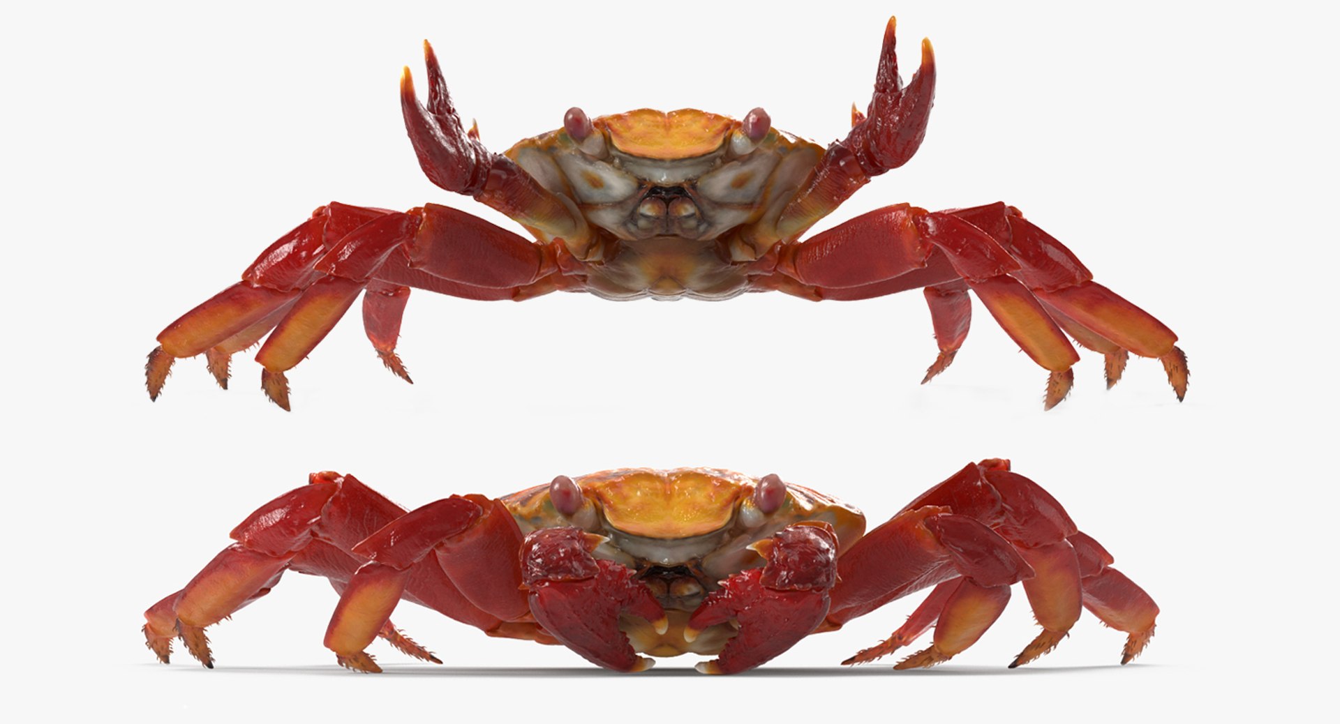 3D Rigged Crabs Model - TurboSquid 1183994