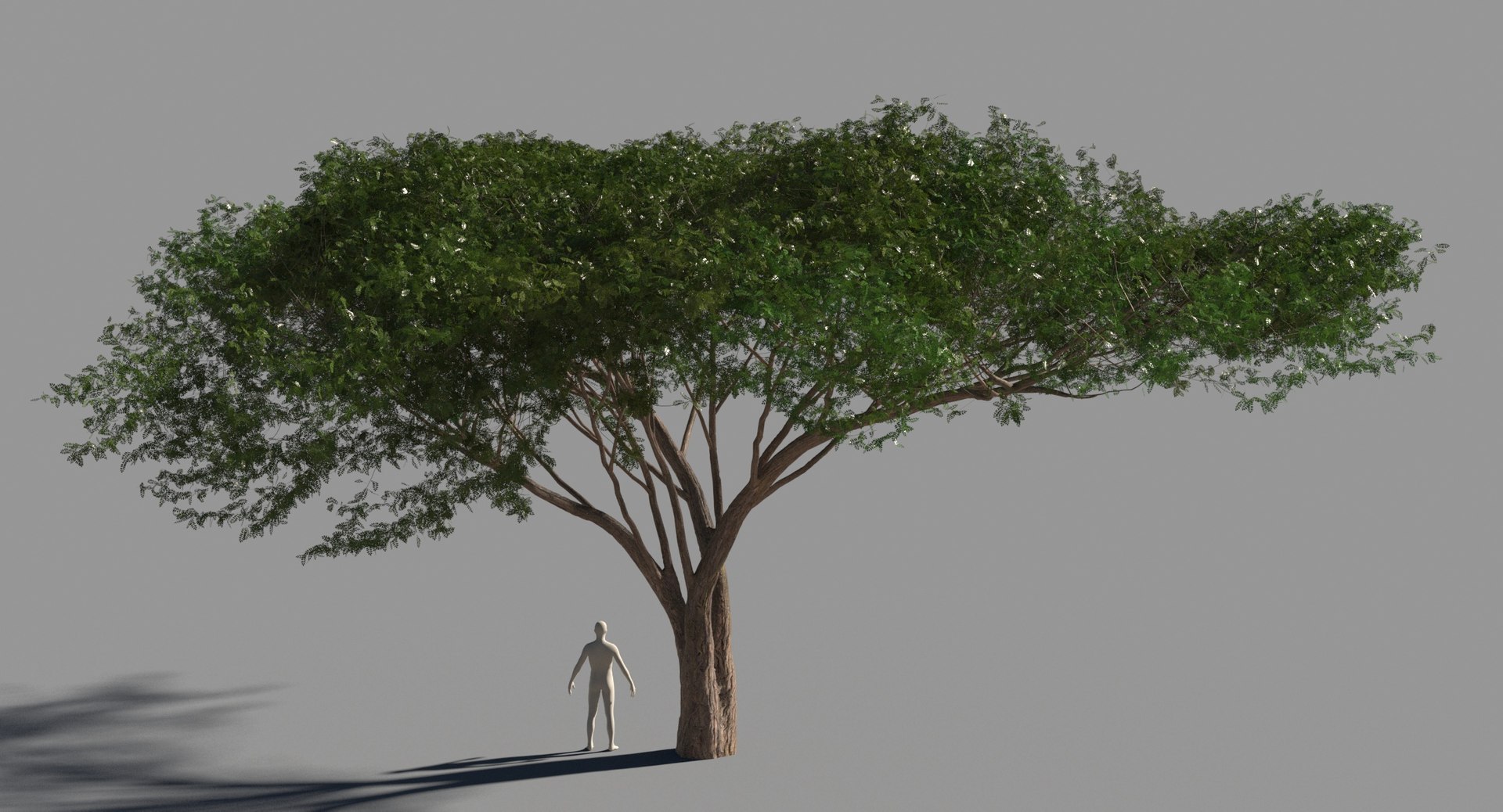 3D Model Acacia Tree - TurboSquid 1430989