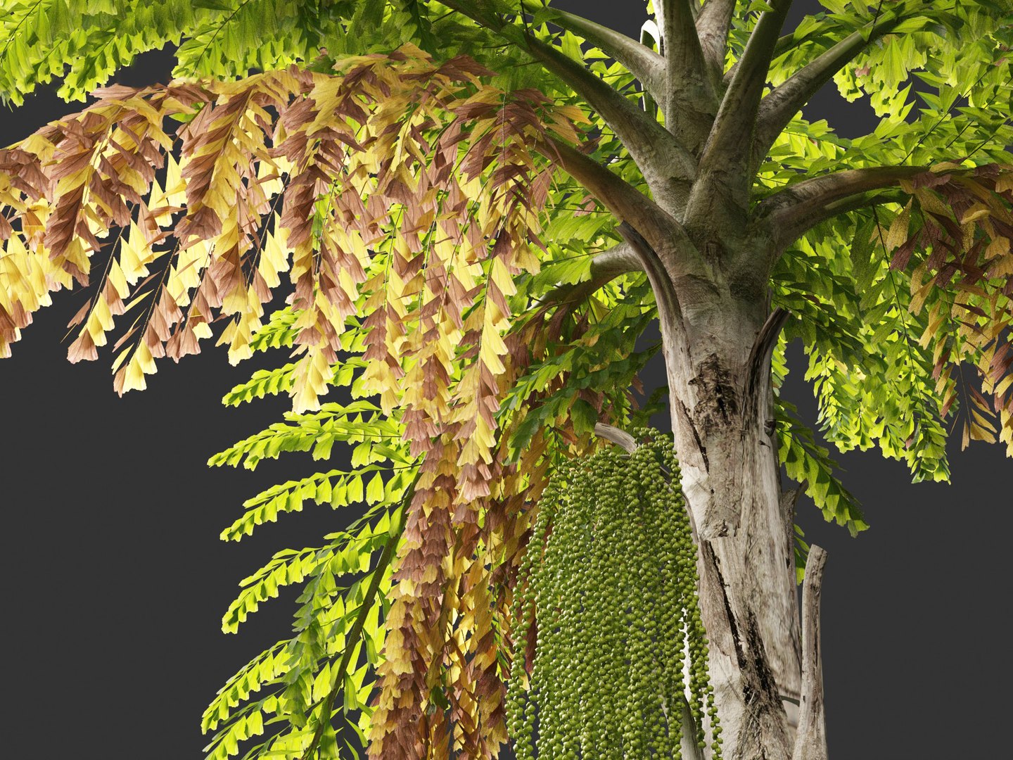 3D Caryota mitis - Fishtail Palm - TurboSquid 2110436