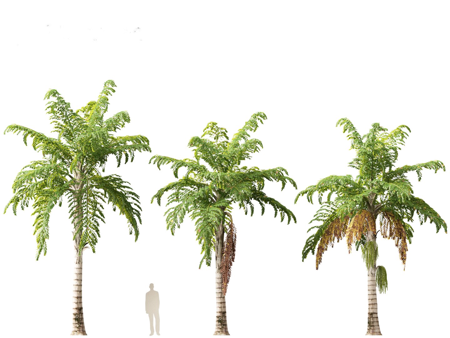 3D Caryota mitis - Fishtail Palm - TurboSquid 2110436