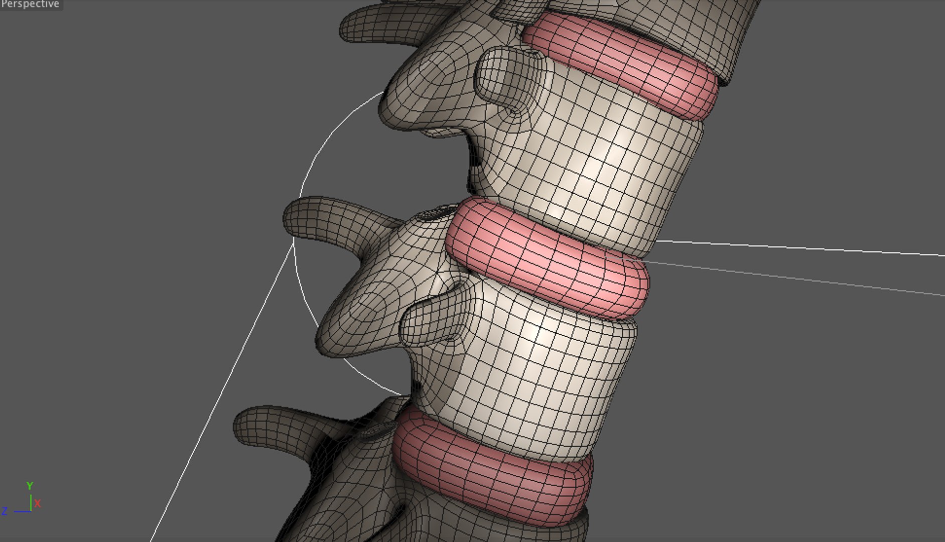 3d Model Spine Spinal Decompression