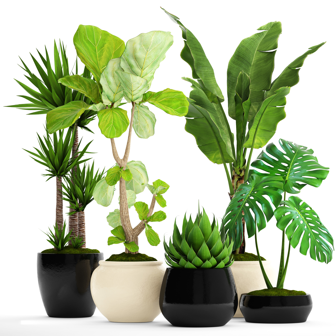 3D plants - TurboSquid 1167019