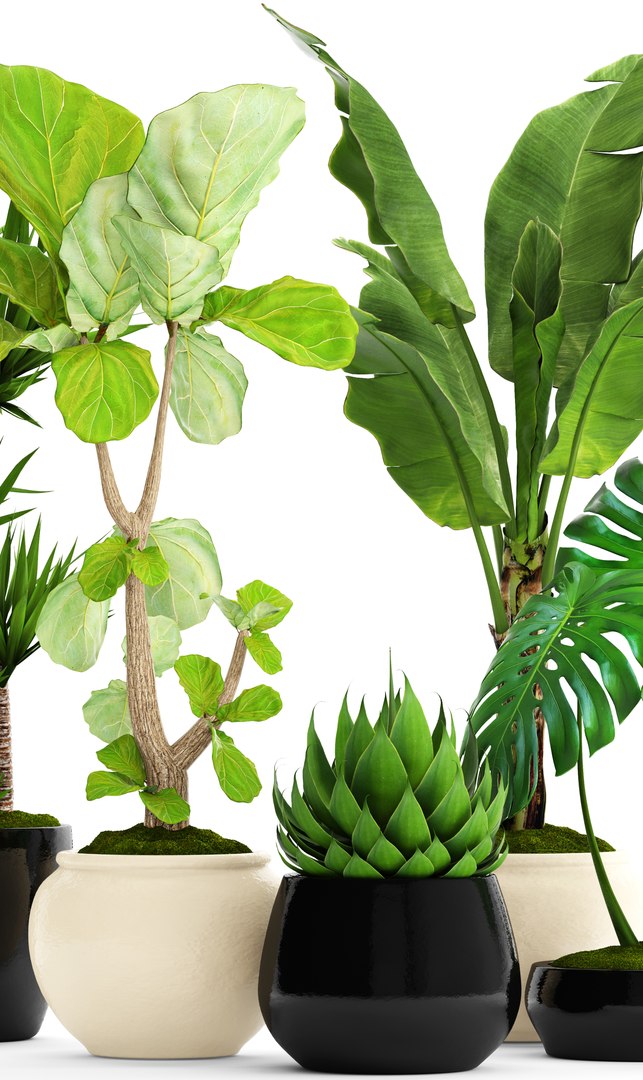 3D Plants - TurboSquid 1167019