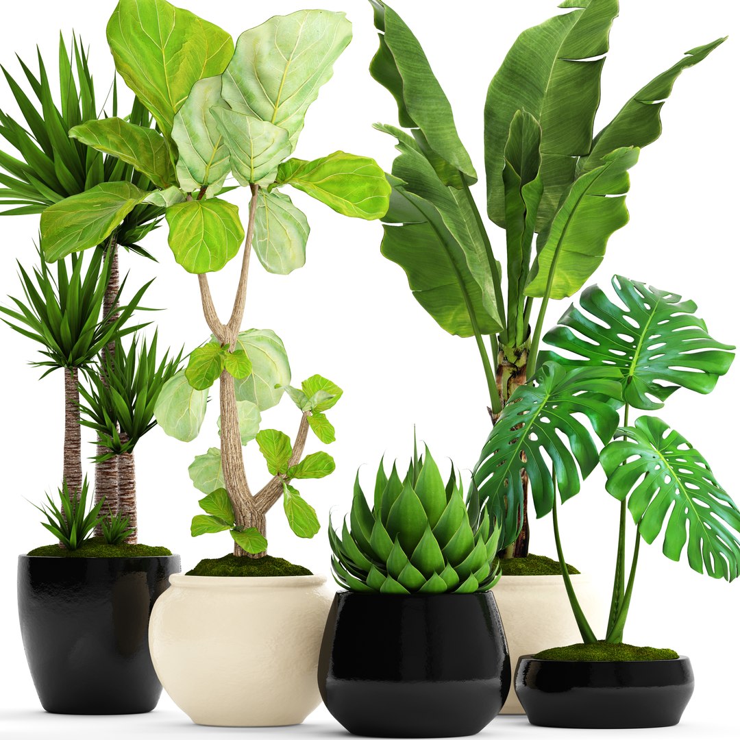 3D Plants - TurboSquid 1167019