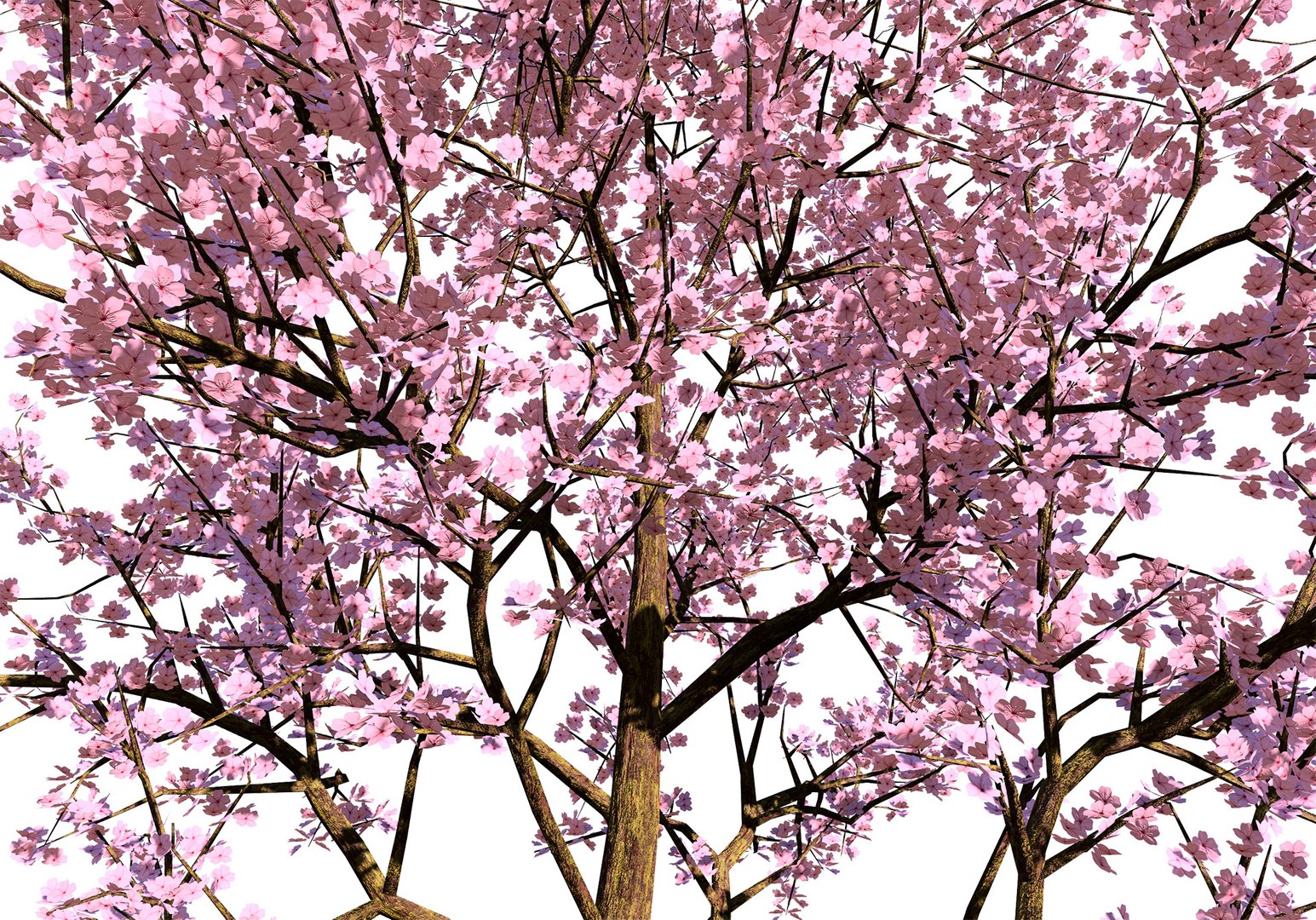 Flowering pink and yellow trees 3D - TurboSquid 2141893