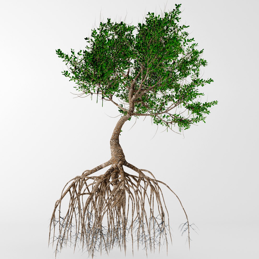3D Model Mangrove Tree - TurboSquid 1337334