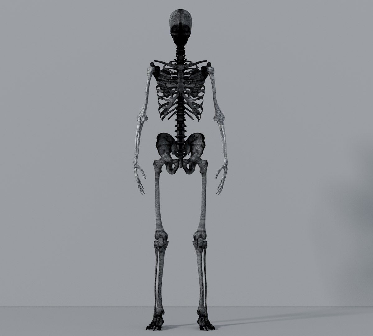 3D Full Human Skeleton Model Model - TurboSquid 2390073