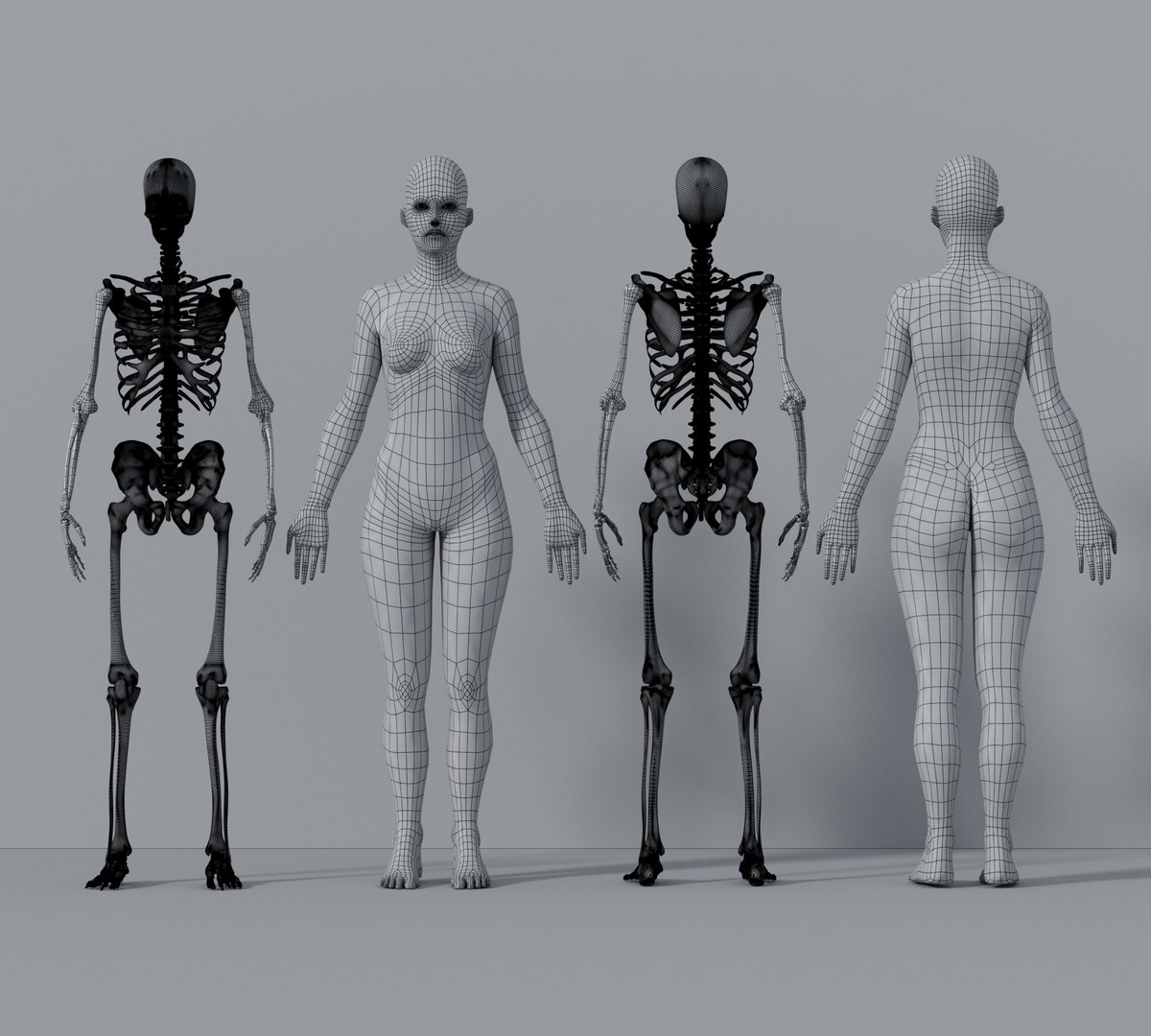 3D Full Human Skeleton Model Model - TurboSquid 2390073