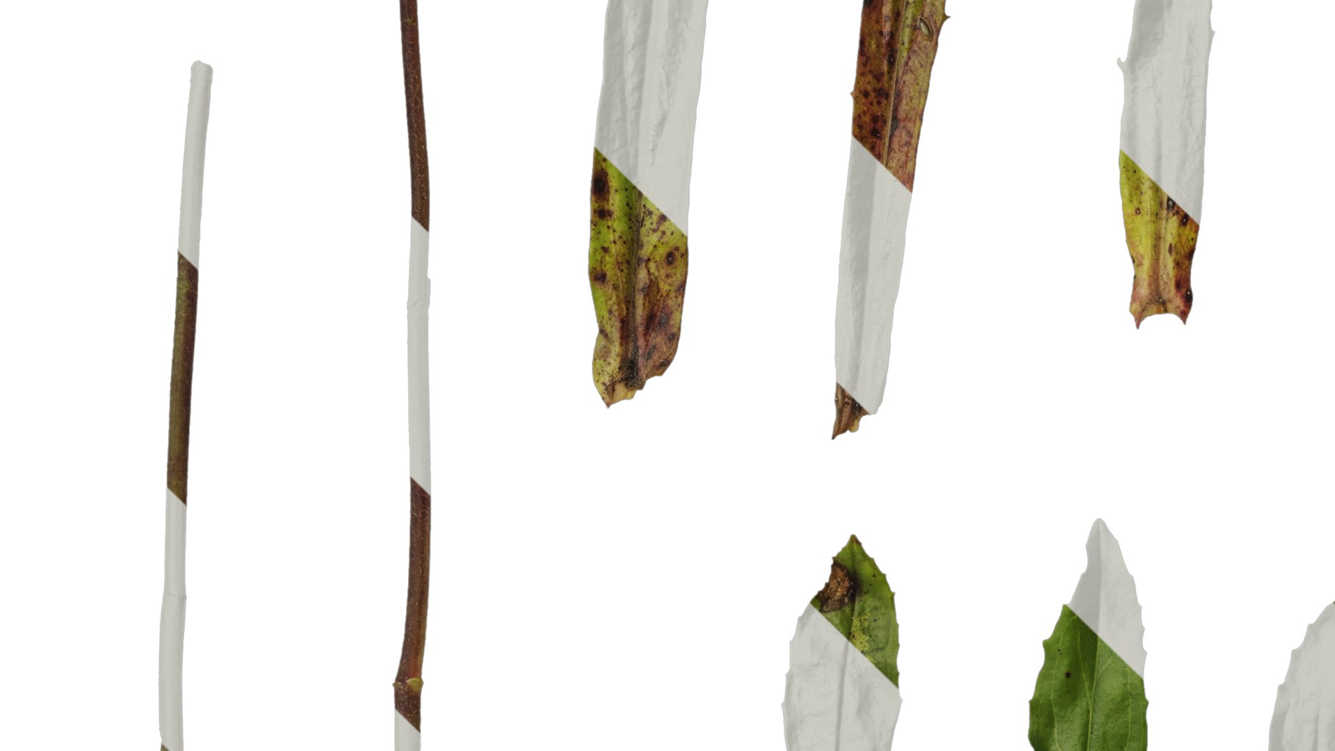 Anydrafts Penstemon Hirsutus Pygmaeus Leaf 01 Textures 3D Model ...