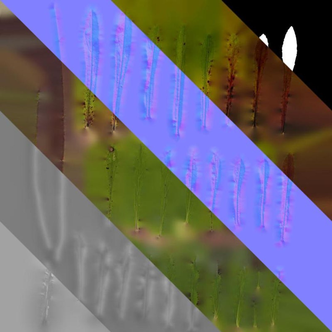 Anydrafts Penstemon Hirsutus Pygmaeus Leaf 01 Textures 3D Model ...