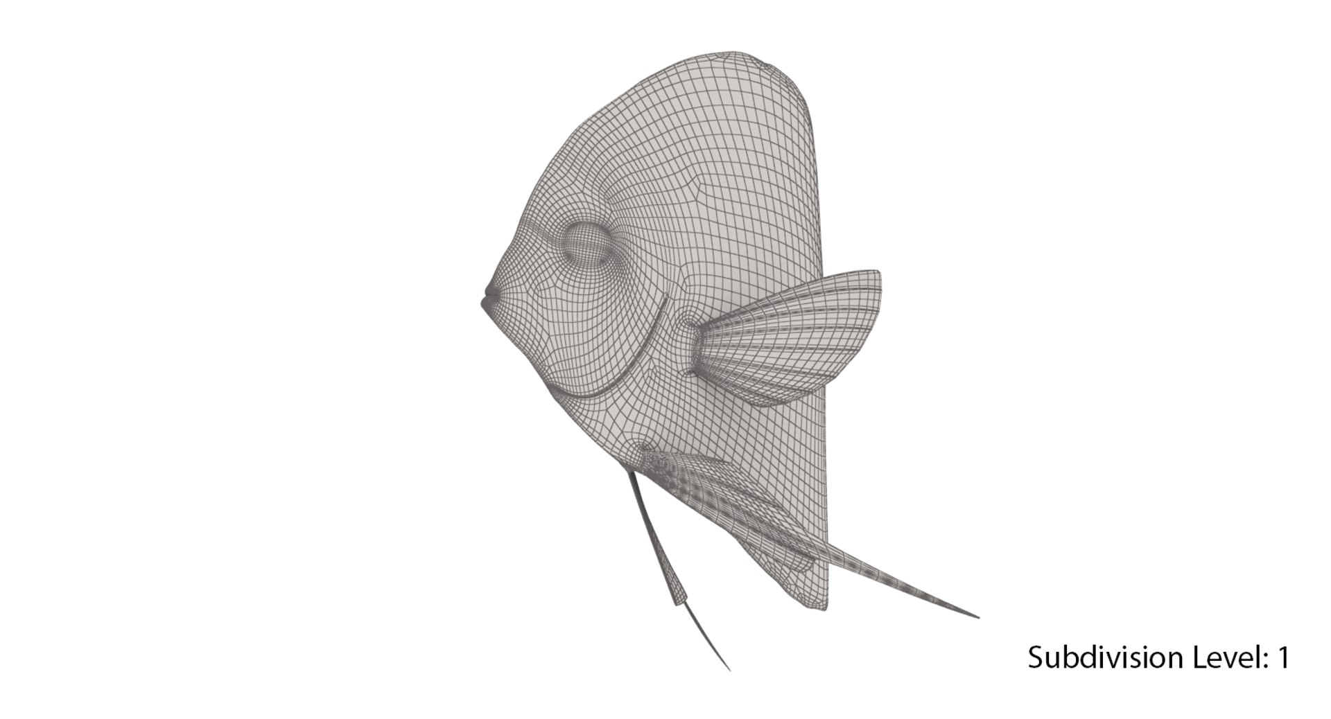 3D Discus Fish Animation - TurboSquid 1286460