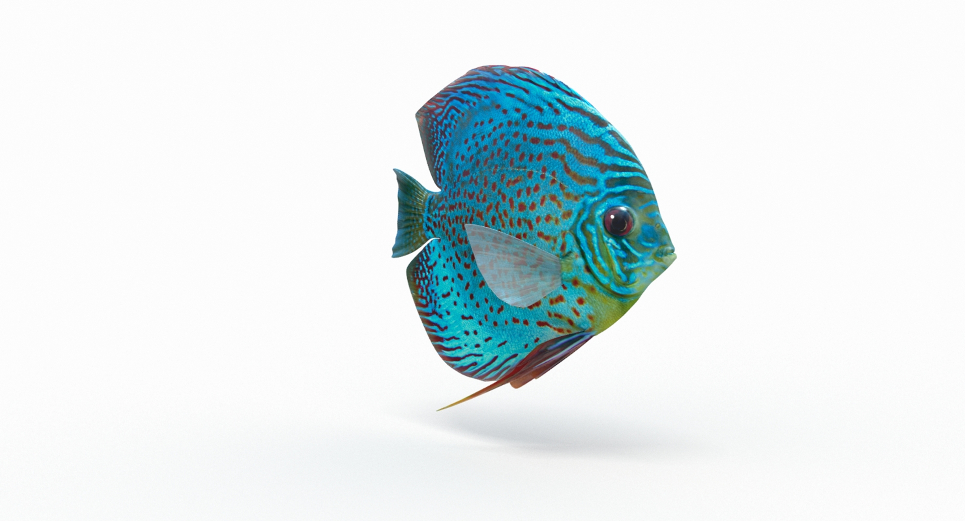 3D Discus Fish Animation - TurboSquid 1286460