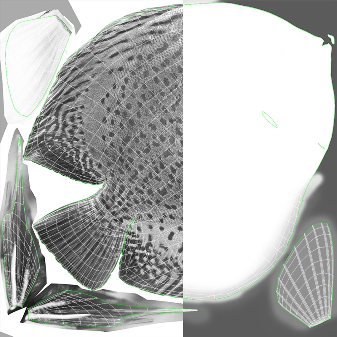 3D Discus Fish Animation - TurboSquid 1286460