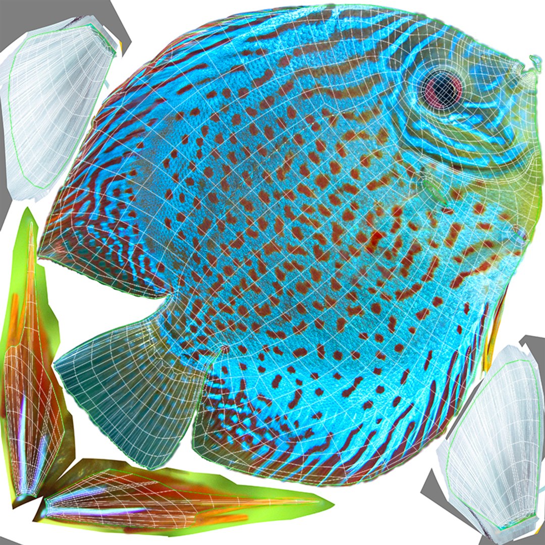 3D Discus Fish Animation - TurboSquid 1286460